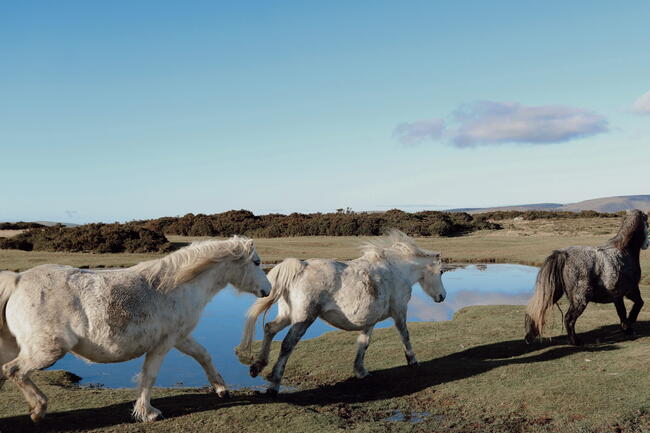 Endless Views from Hergest Ridge | Visit Herefordshire