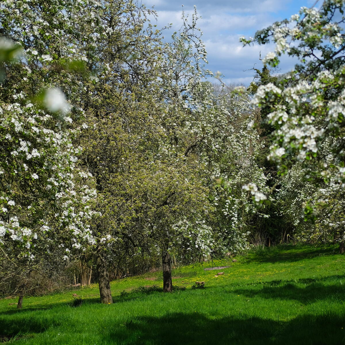 Blossom Walk - The Yew Tree Inn - Ross-on-Wye | Visit Herefordshire