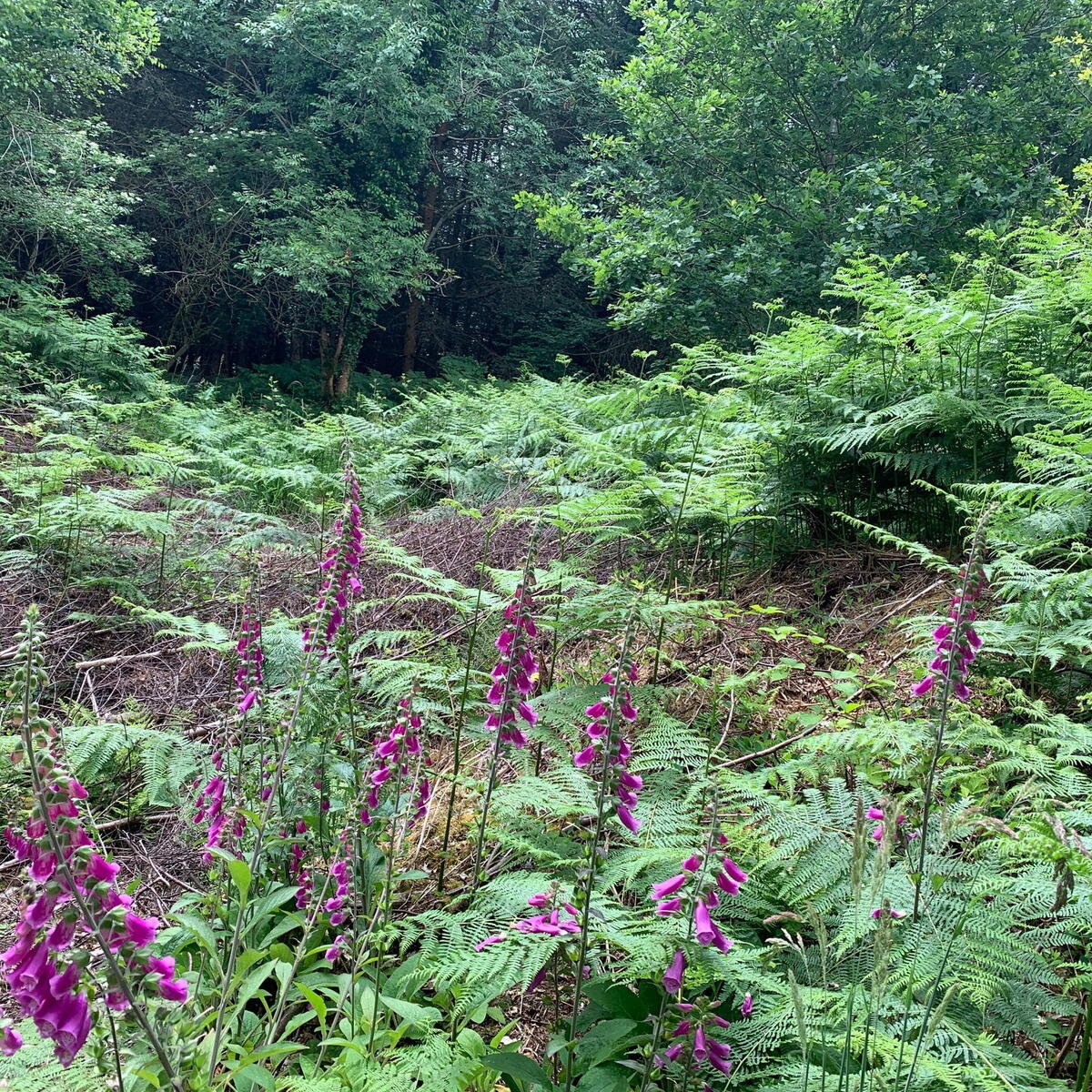 Volunteering Day Bracken Bashing - Manson - Monmouth | Visit Herefordshire