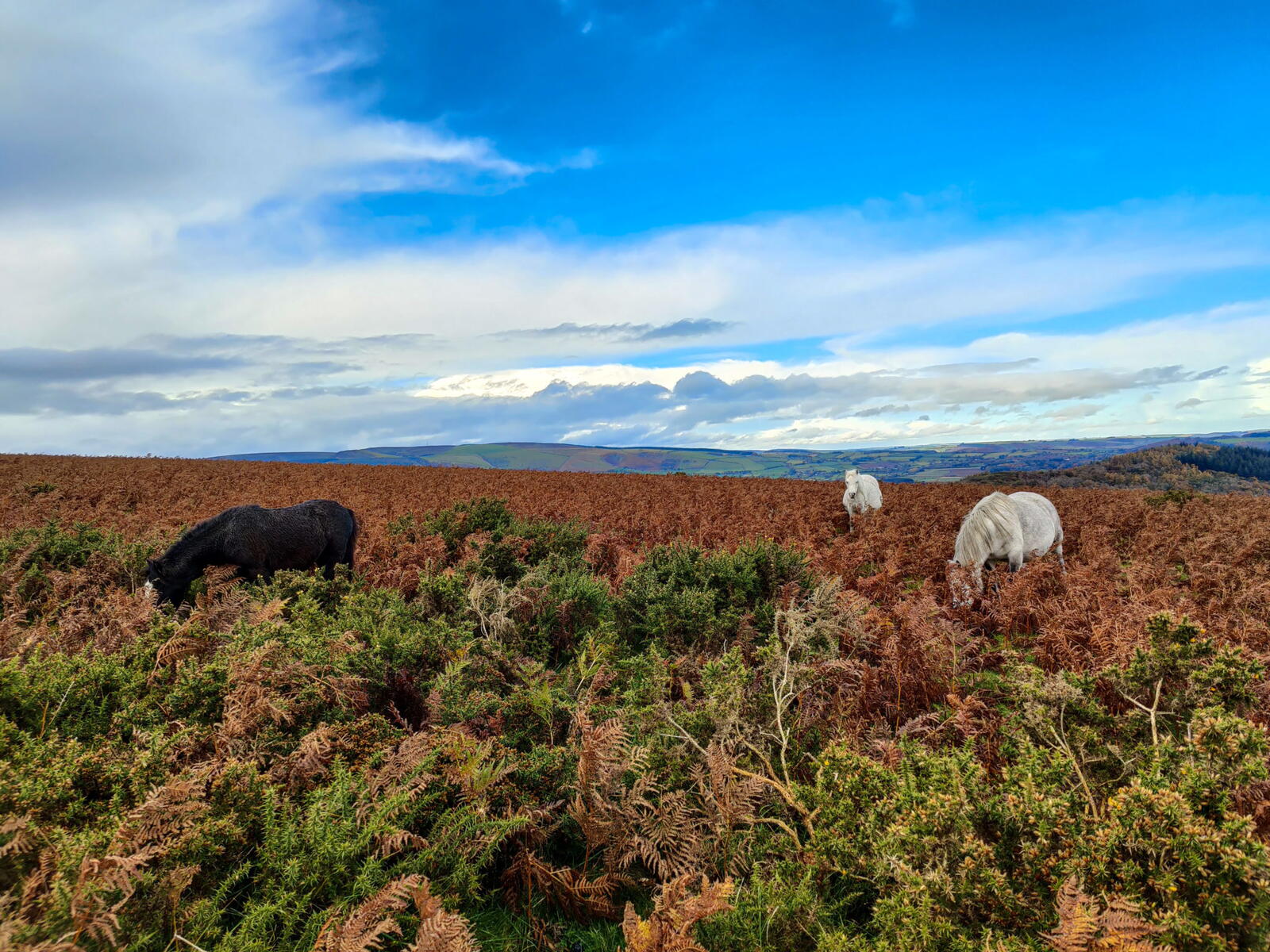 Endless Views from Hergest Ridge | Visit Herefordshire