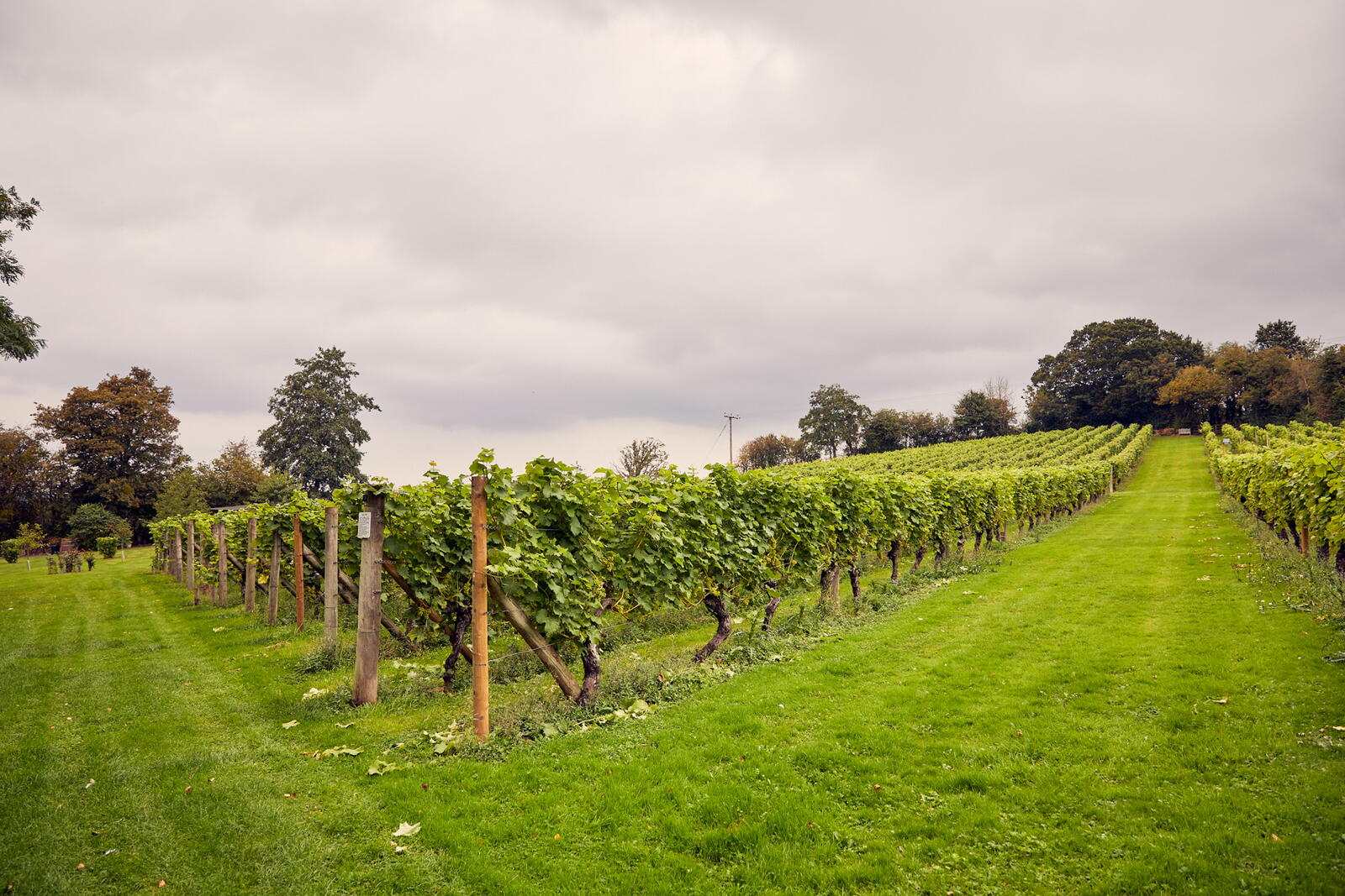 Wine Walk: Coddington Vineyard | Visit Herefordshire