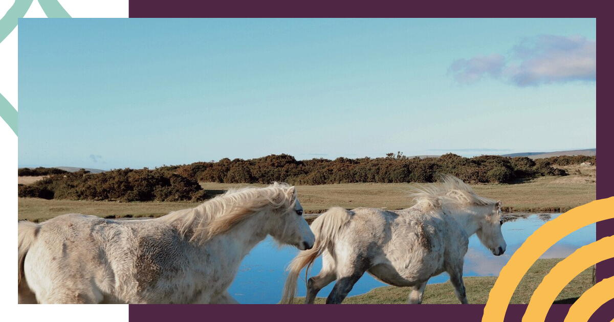 Hergest Ridge | Visit Herefordshire